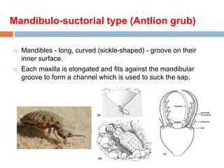 Insect mouthparts | PPTX