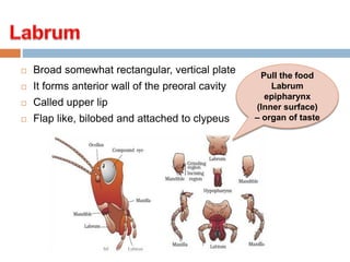 Insect mouthparts | PPTX
