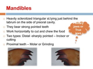 Insect mouthparts | PPTX