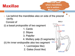 Insect mouthparts | PPTX
