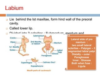 Insect mouthparts | PPTX