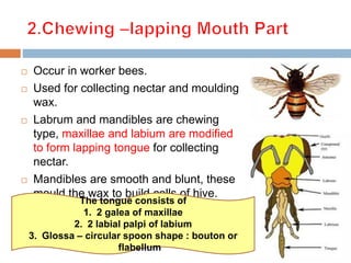 Insect mouthparts | PPTX