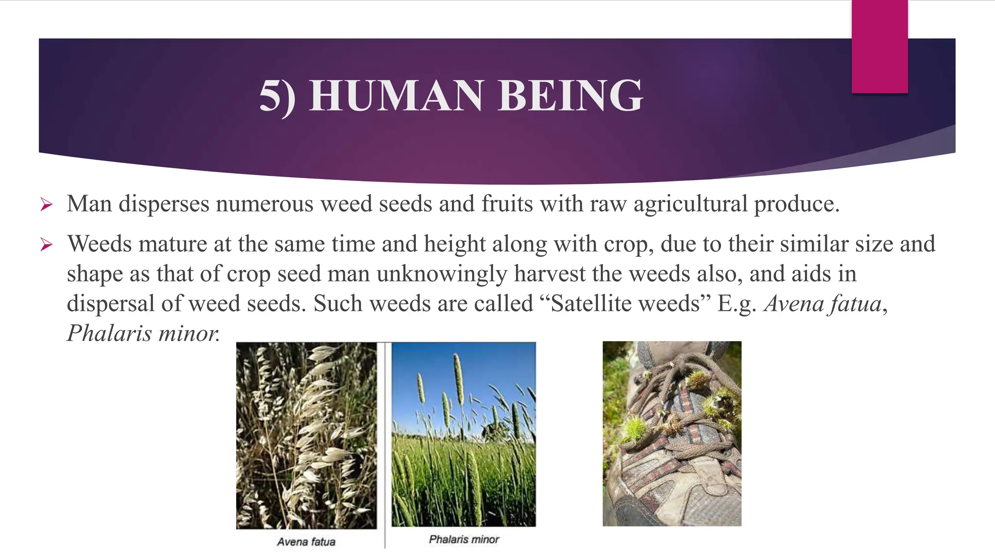 LIFE CYCLE OF WEEDS, WEED MIGRATION, WEED SEED DISTRIBUTION IN ...
