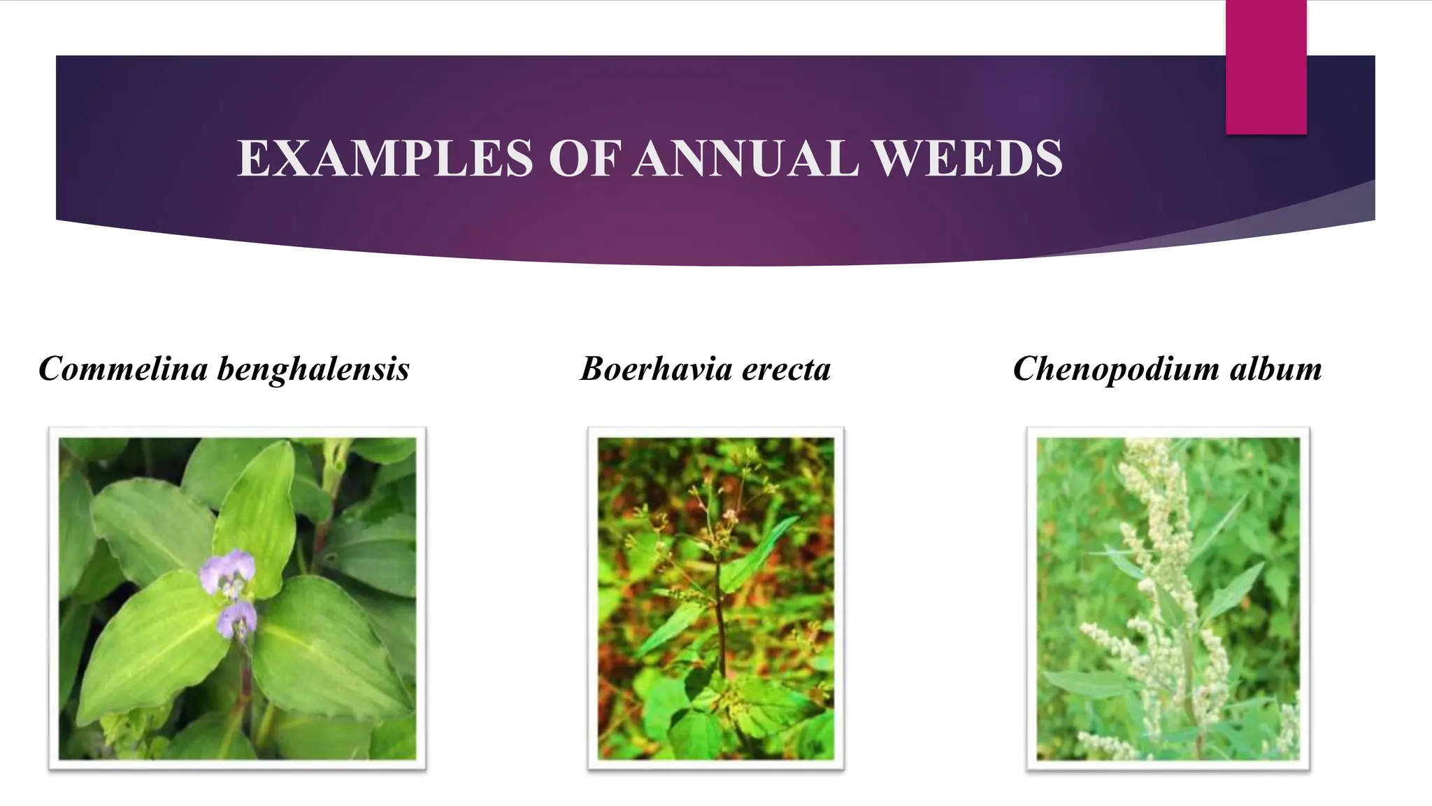 LIFE CYCLE OF WEEDS, WEED MIGRATION, WEED SEED DISTRIBUTION IN ...