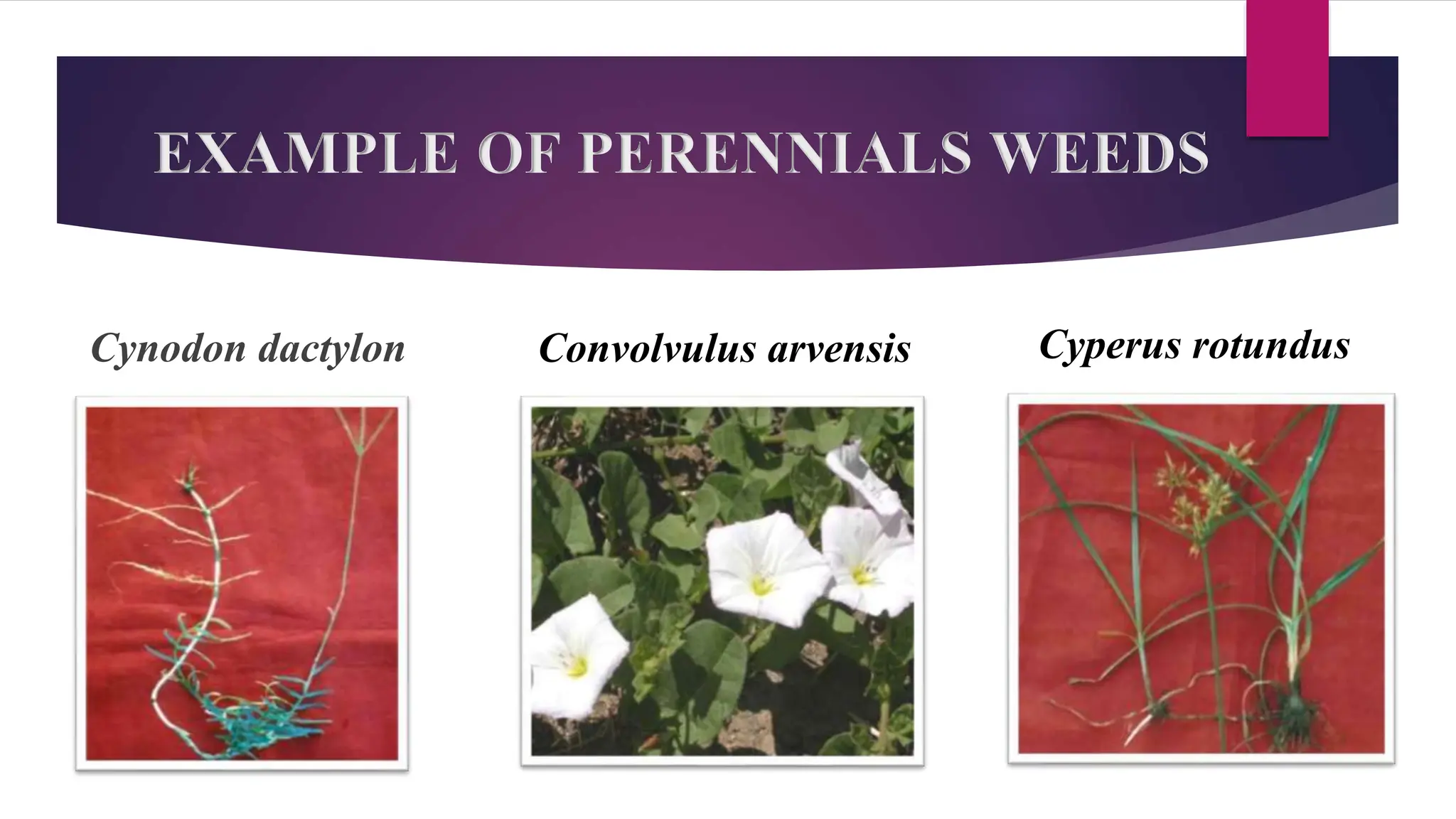 LIFE CYCLE OF WEEDS, WEED MIGRATION, WEED SEED DISTRIBUTION IN ...