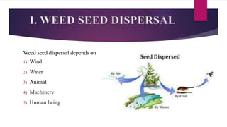 LIFE CYCLE OF WEEDS, WEED MIGRATION, WEED SEED DISTRIBUTION IN ...
