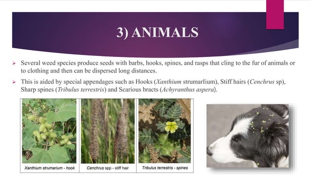 LIFE CYCLE OF WEEDS, WEED MIGRATION, WEED SEED DISTRIBUTION IN ...