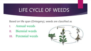 LIFE CYCLE OF WEEDS, WEED MIGRATION, WEED SEED DISTRIBUTION IN ...