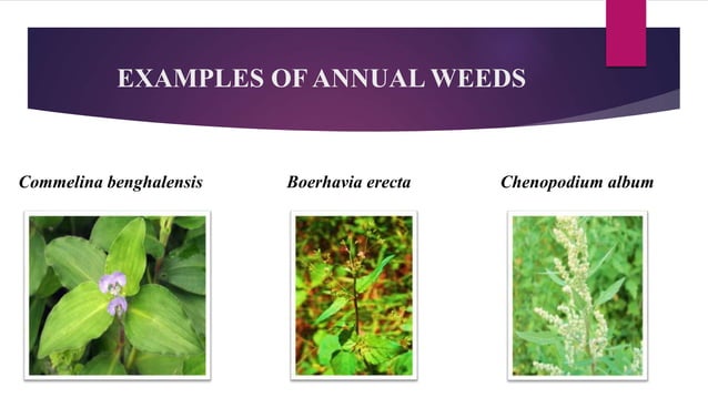 LIFE CYCLE OF WEEDS, WEED MIGRATION, WEED SEED DISTRIBUTION IN ...