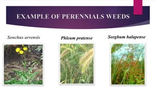 LIFE CYCLE OF WEEDS, WEED MIGRATION, WEED SEED DISTRIBUTION IN ...