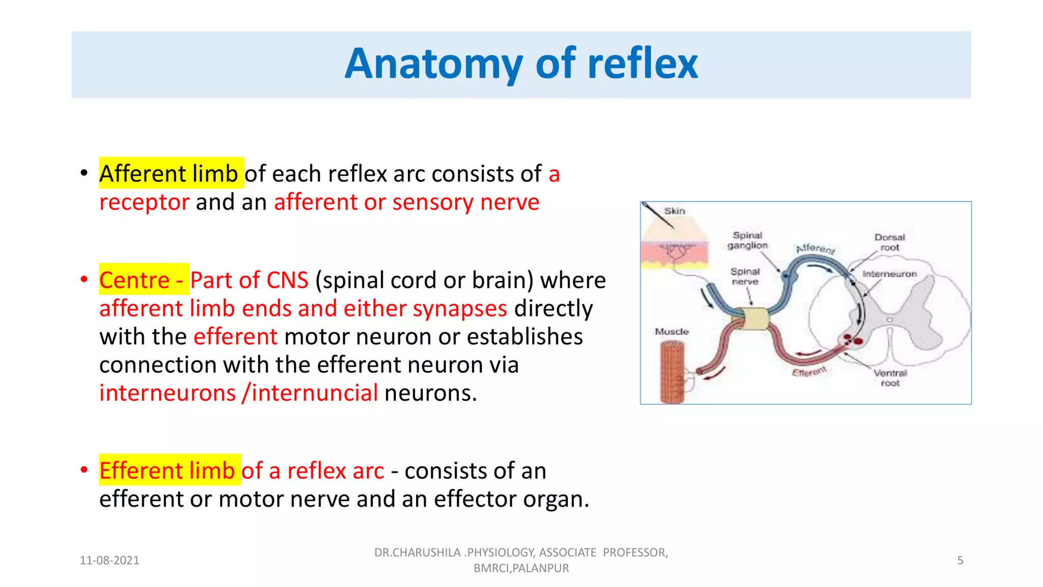 Reflex | PDF