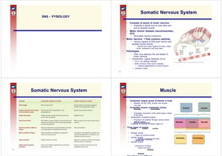 somatic nervous system lecture lesson one | PPTX