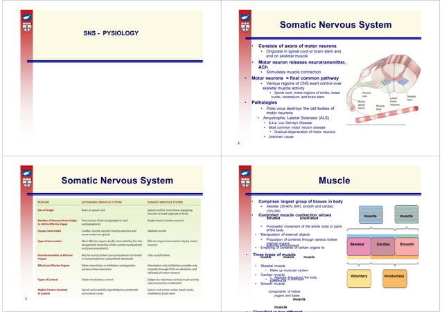 somatic nervous system lecture lesson one | PPTX