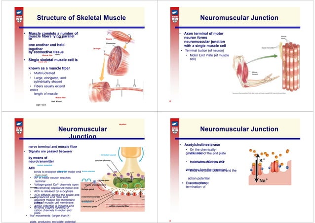 somatic nervous system lecture lesson one | PPTX