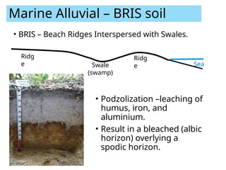 LECTURE 5-Soil Management Groups for Malaysian Soil (Felda).pptx