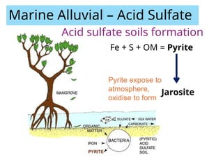 LECTURE 5-Soil Management Groups for Malaysian Soil (Felda).pptx