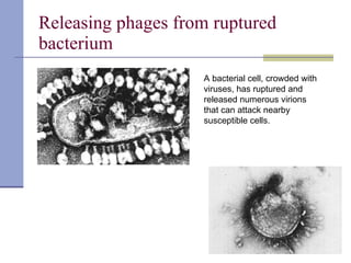 Bohomolets Microbiology Lecture #5 | PPT