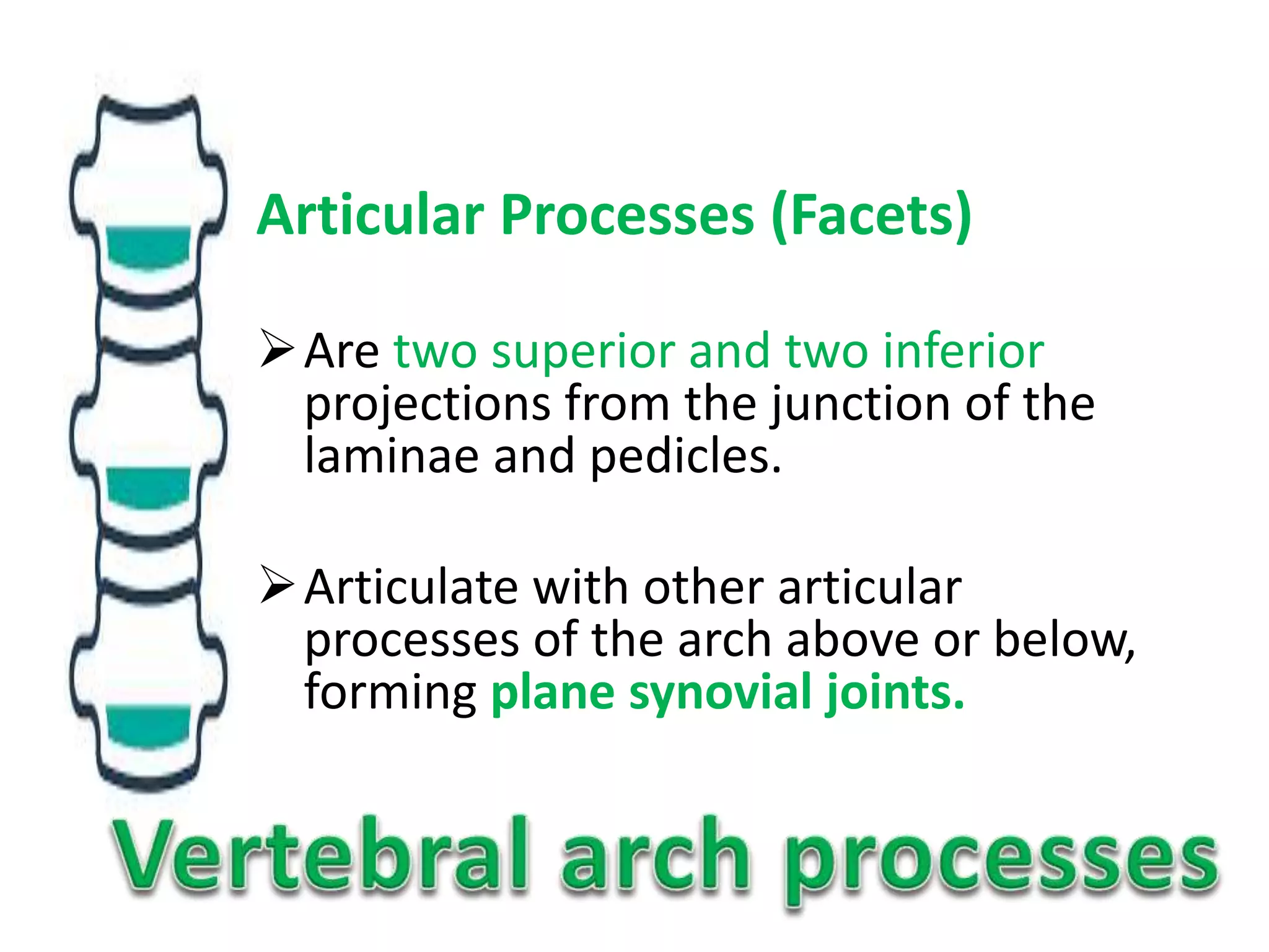 Anattomy of back with Dr. Ameera A. Al-Humidi .pptx