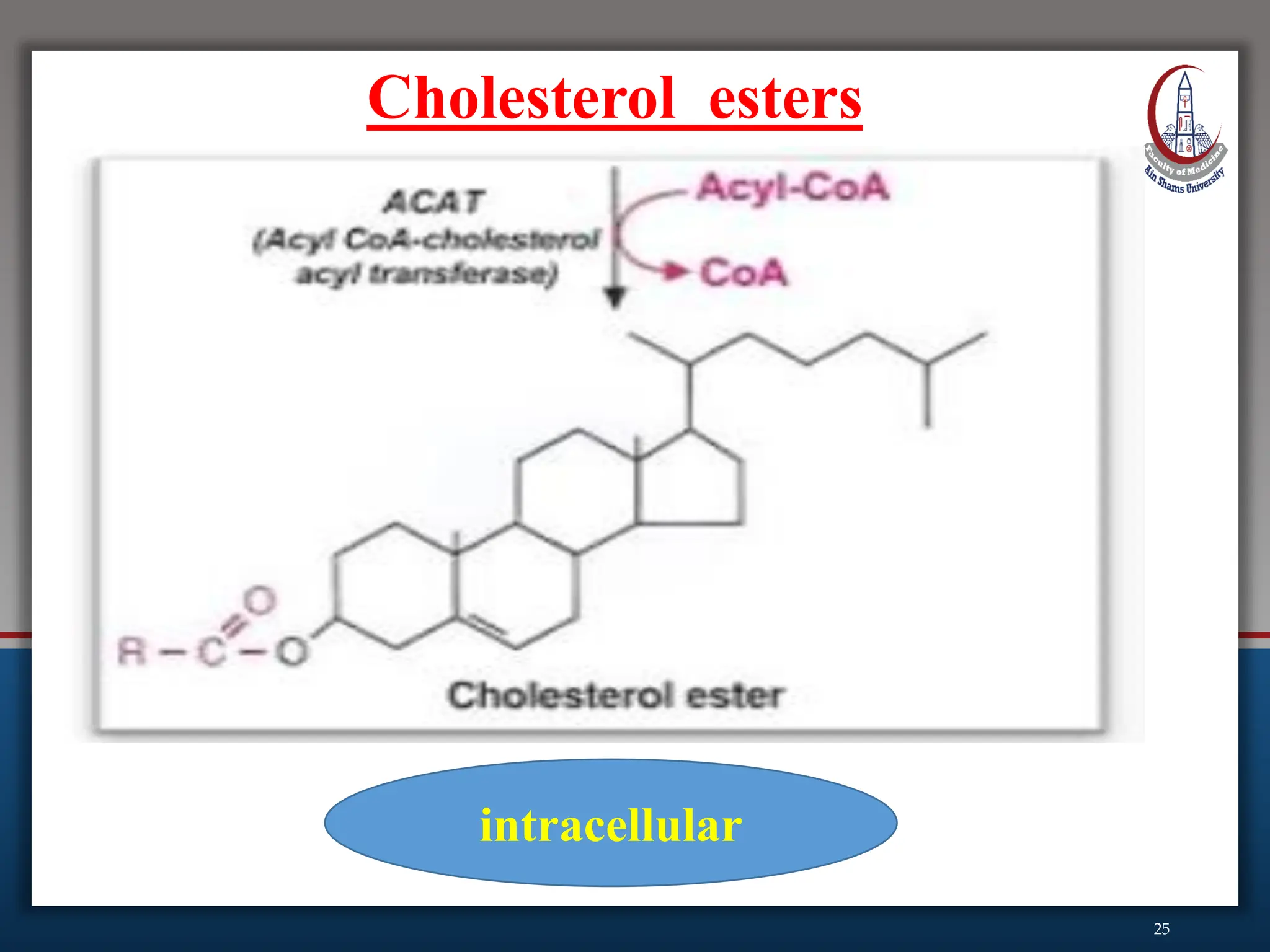 Lecture 54 -Biochemistry - Cholesterol metabolism 1 (1).pdf