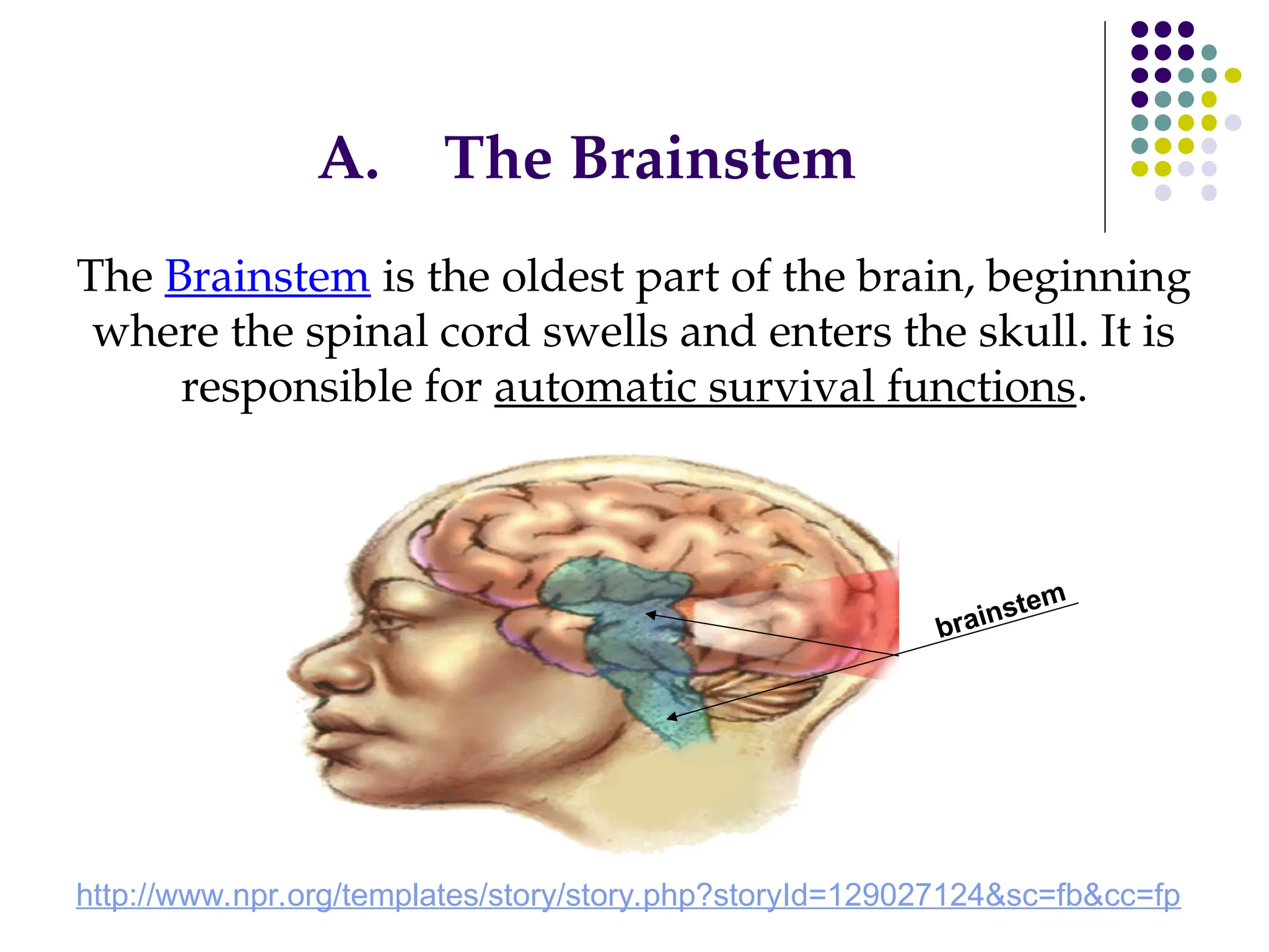 Neurological Basis of Behavior: Structure of brain and functions | PPT