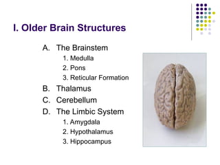 Neurological Basis of Behavior: Structure of brain and functions | PPT