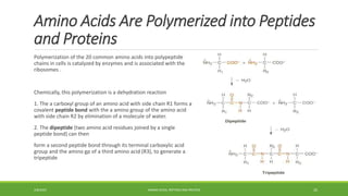 LECTURE # 5 AMINO ACIDS PEPTIDES AND PROTEIN.pptx