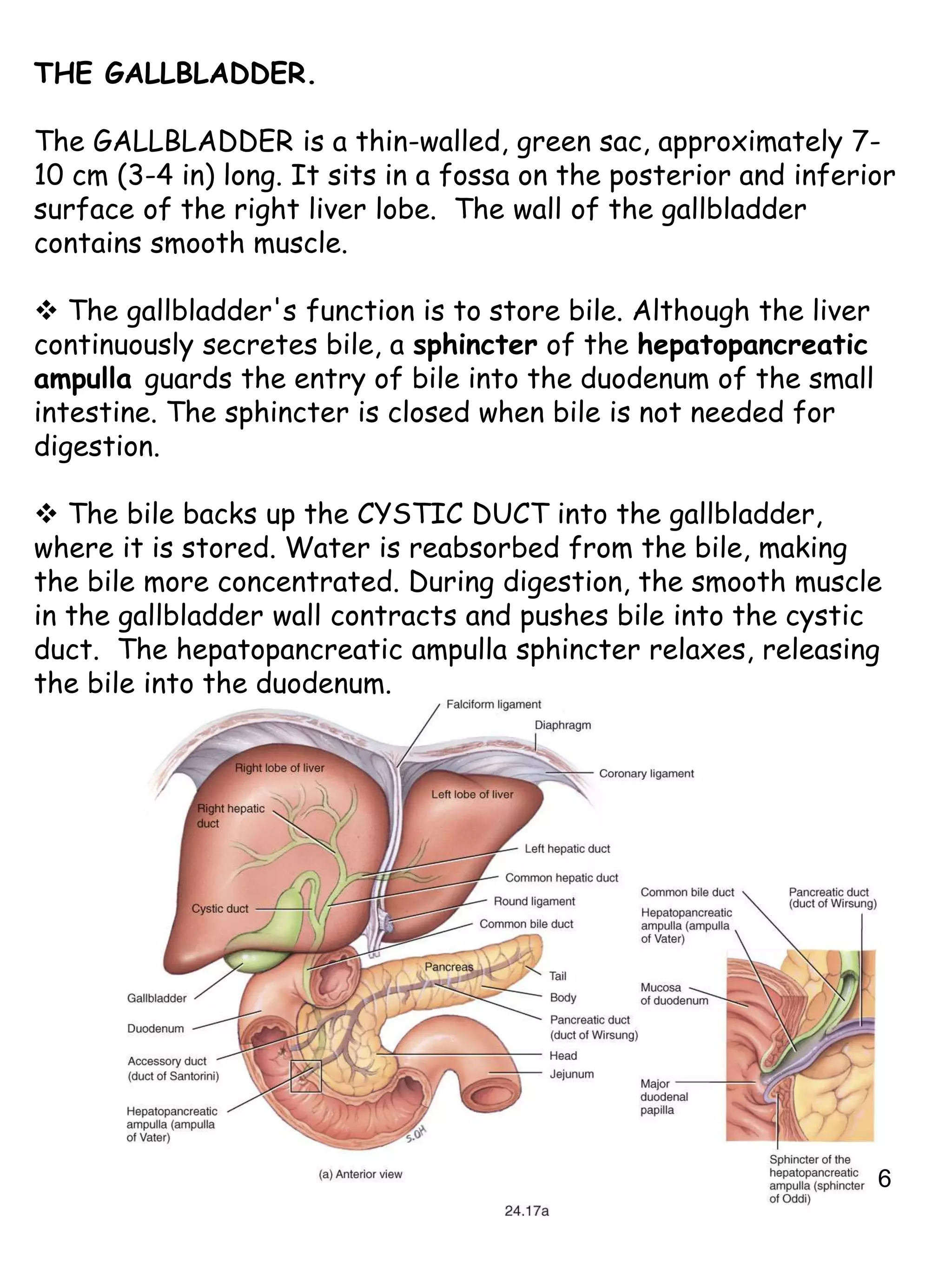 Lecture 5 and 6 digestive system | PPT