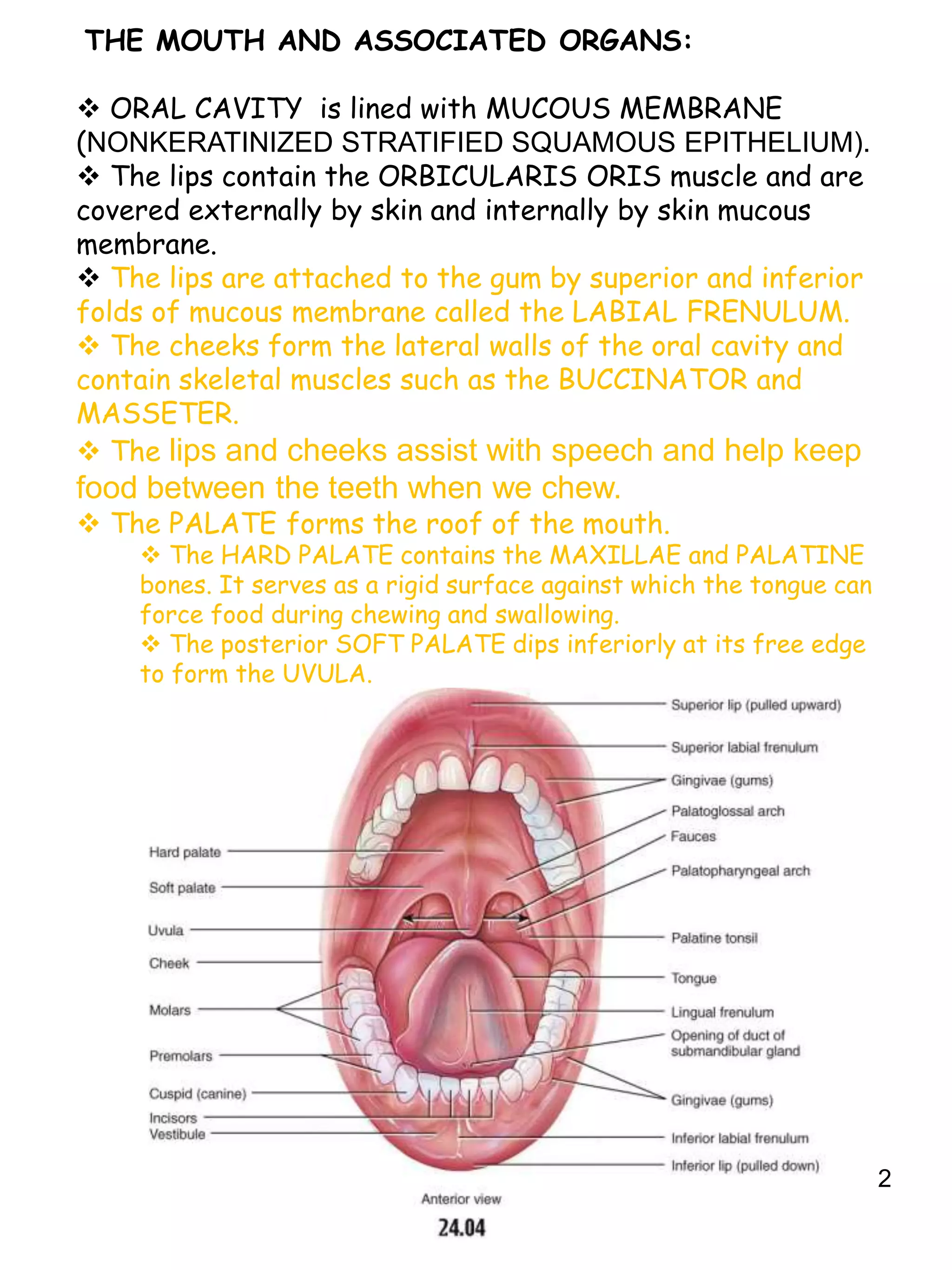 Lecture 5 and 6 digestive system | PPT
