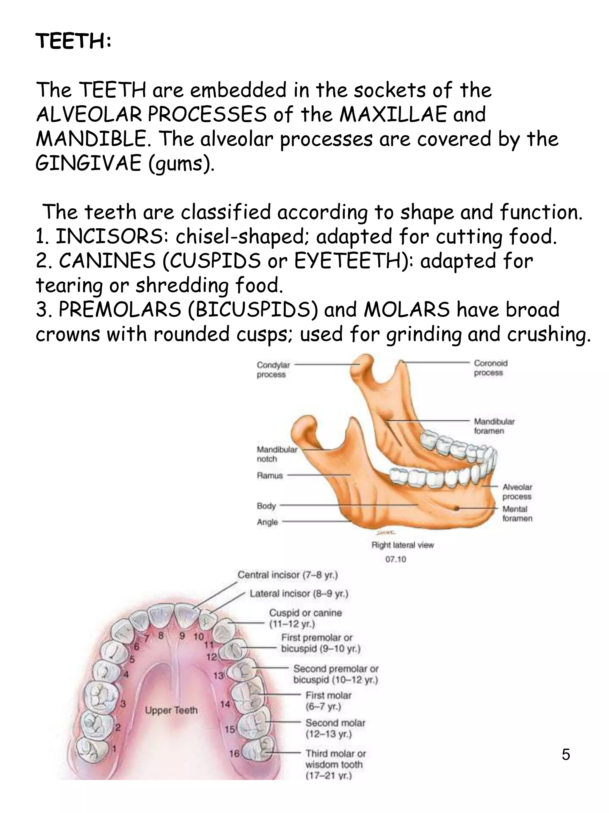 Lecture 5 and 6 digestive system | PPT
