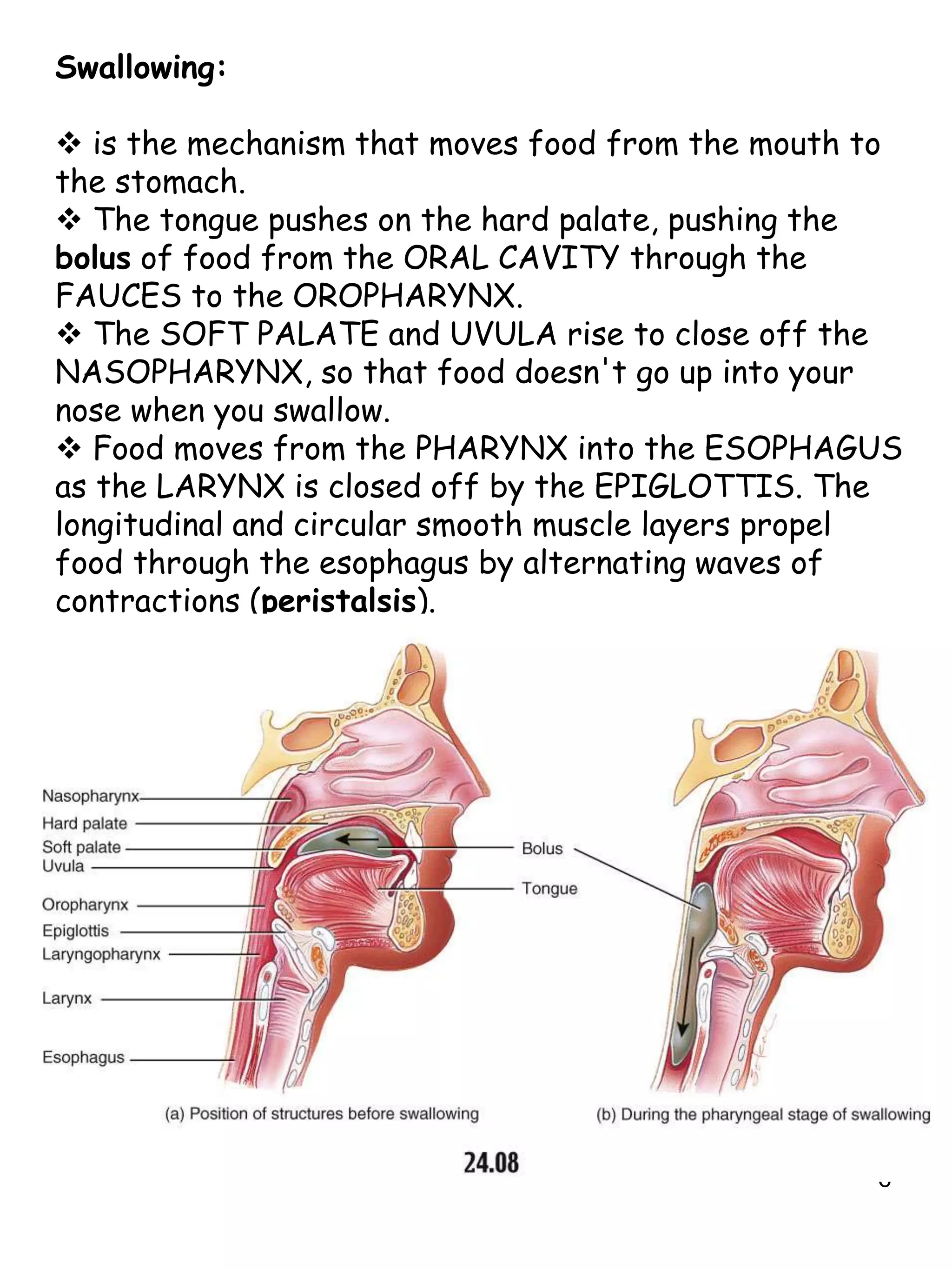 Lecture 5 and 6 digestive system | PPT