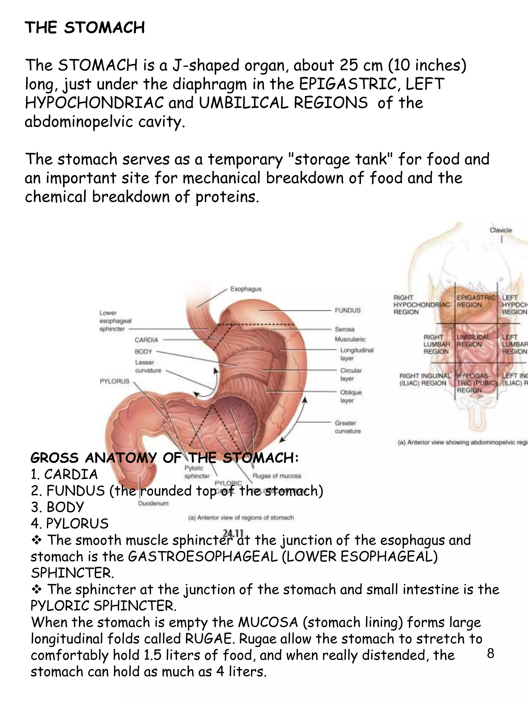 Lecture 5 and 6 digestive system | PPT