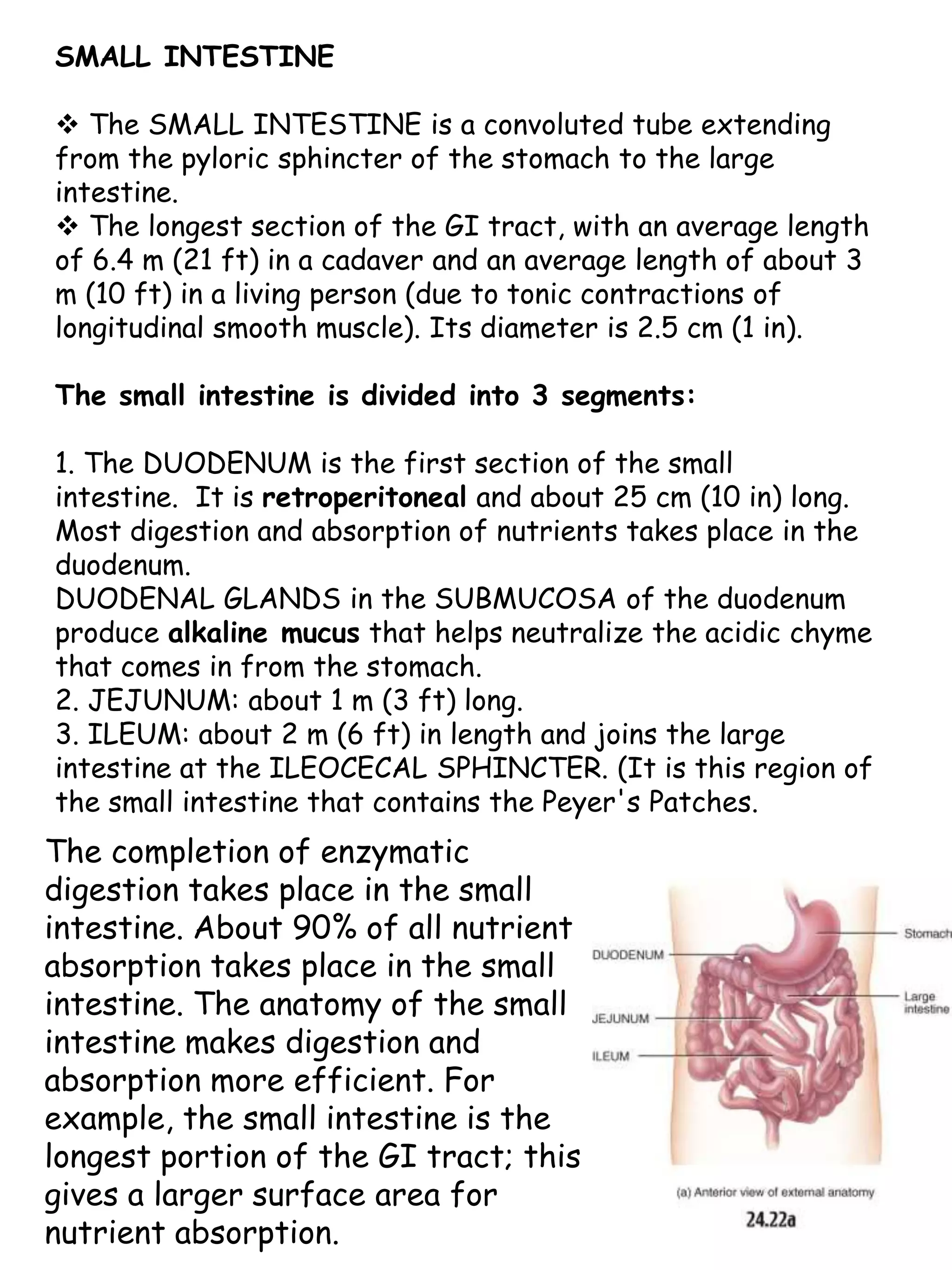 Lecture 5 and 6 digestive system | PPT