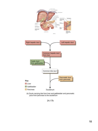 Lecture 5 and 6 digestive system | PPT