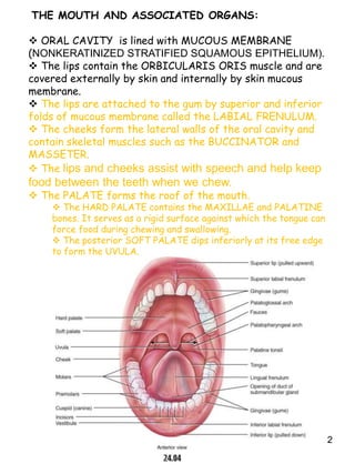 Lecture 5 and 6 digestive system | PPT