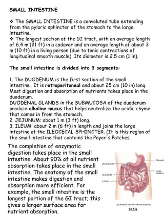 Lecture 5 and 6 digestive system | PPT