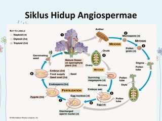 PPT Embriologi Tumbuhan - Angiospermae | PPTX