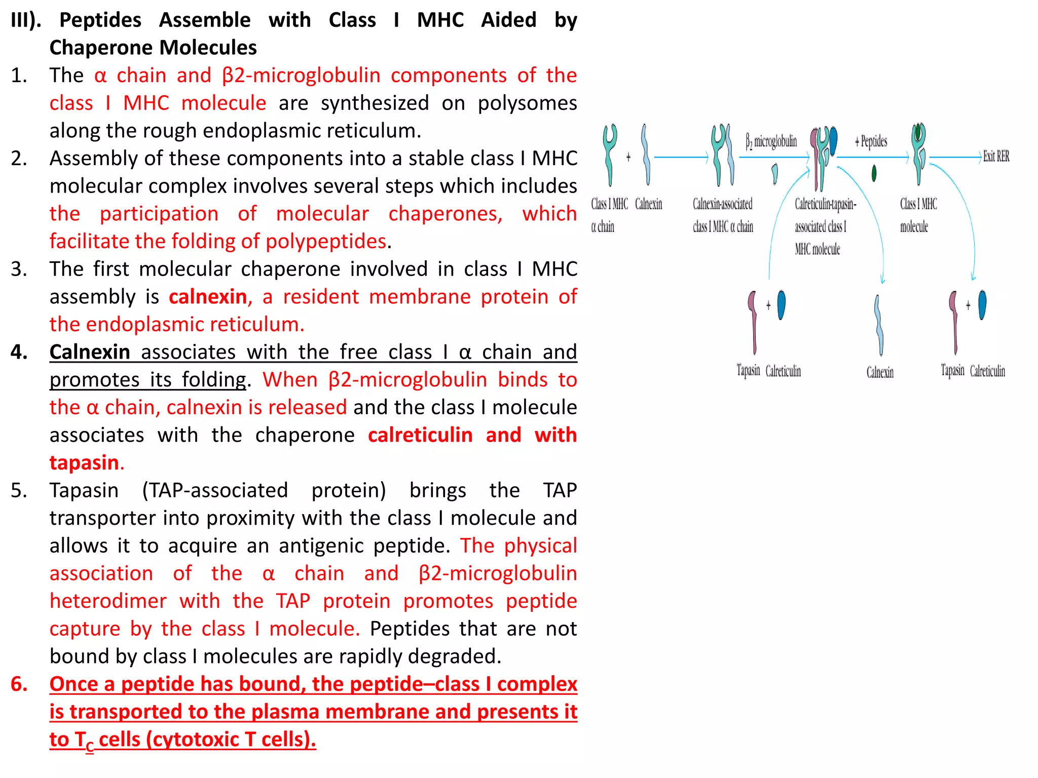 Lecture on Antigen processing and presentation pathways | PDF