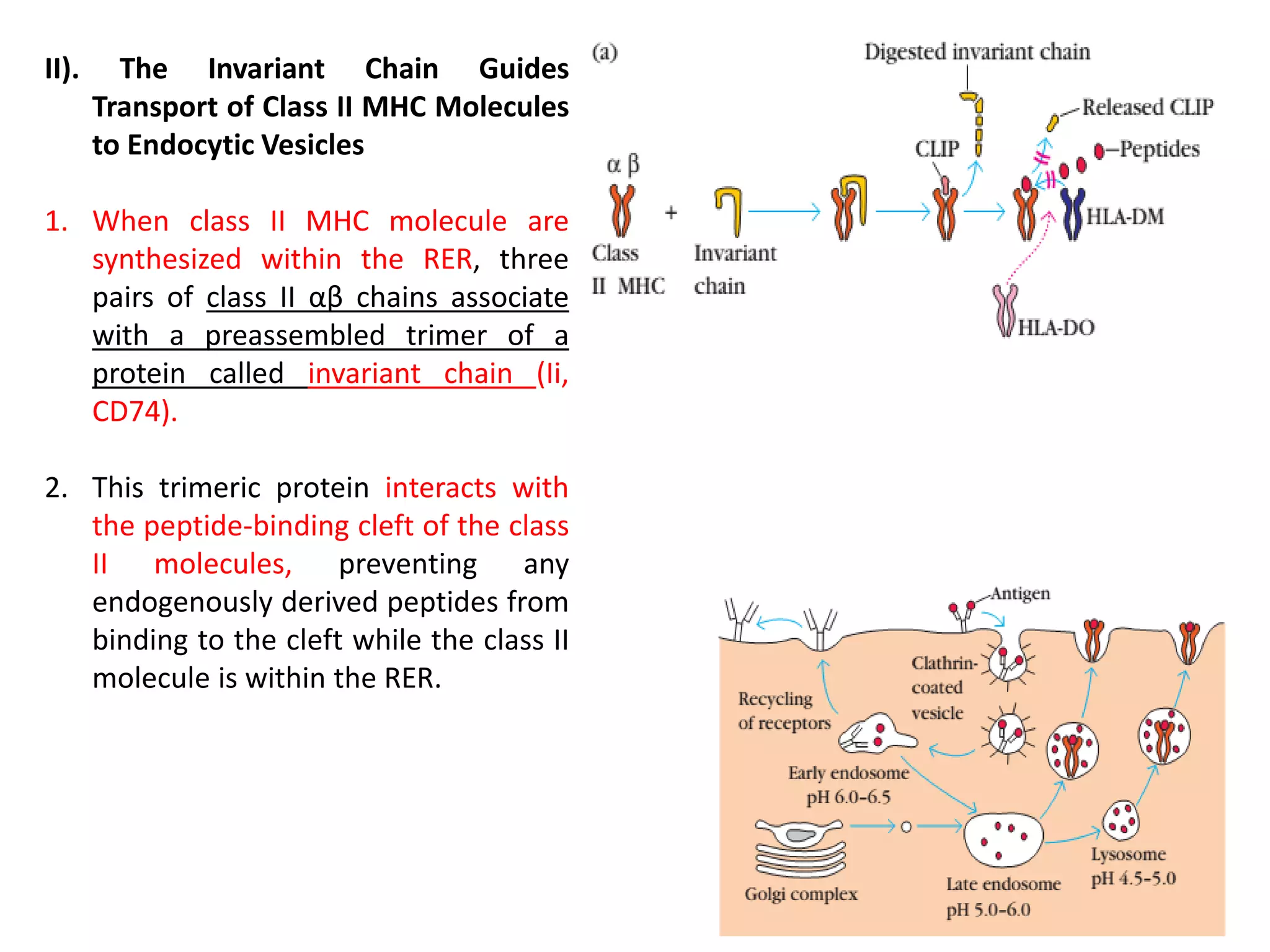 Lecture on Antigen processing and presentation pathways | PDF