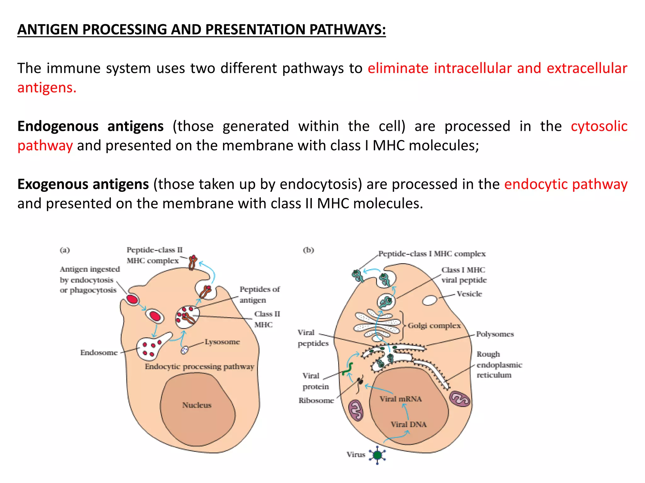 Lecture on Antigen processing and presentation pathways | PDF