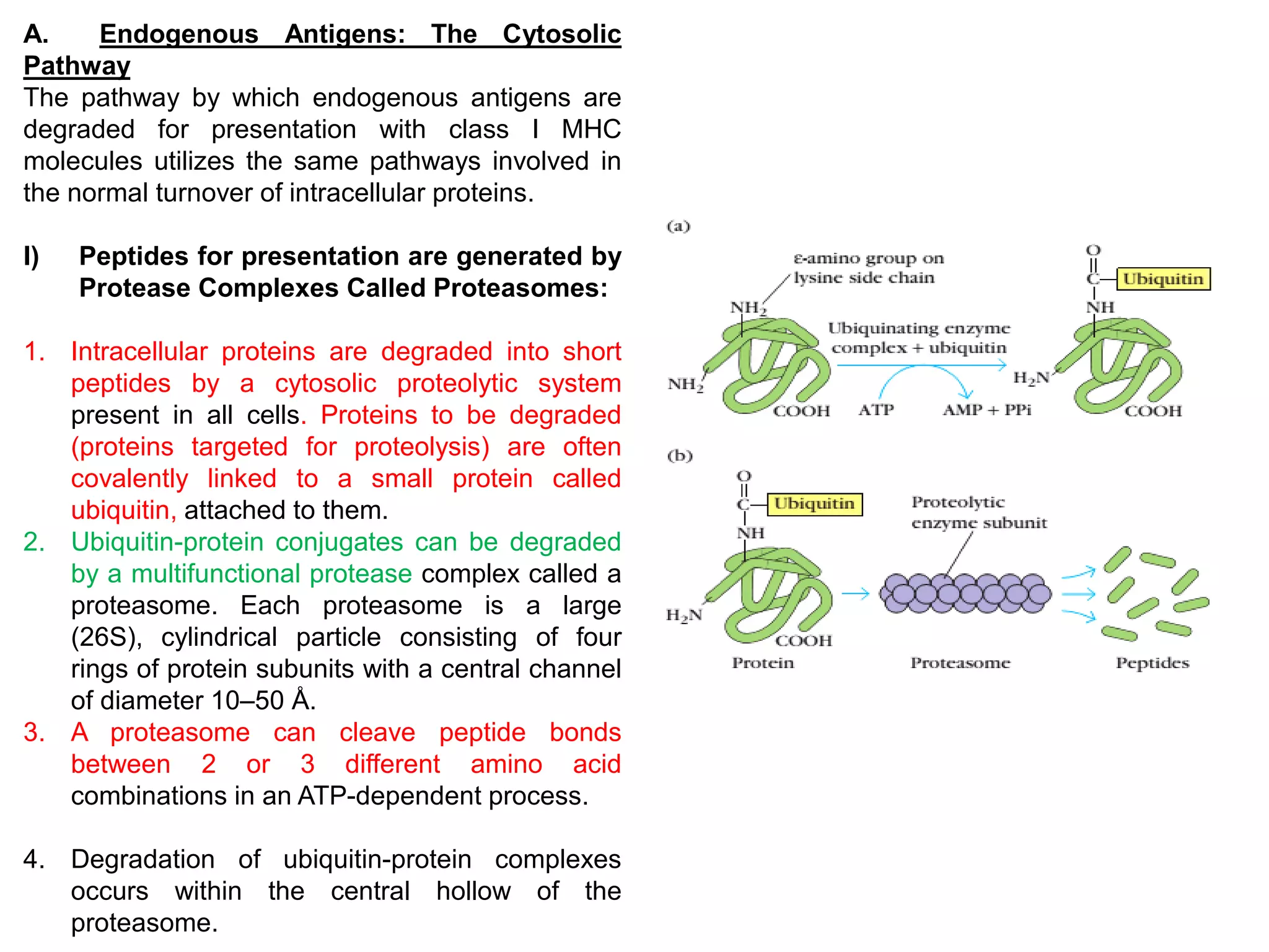 Lecture on Antigen processing and presentation pathways | PDF