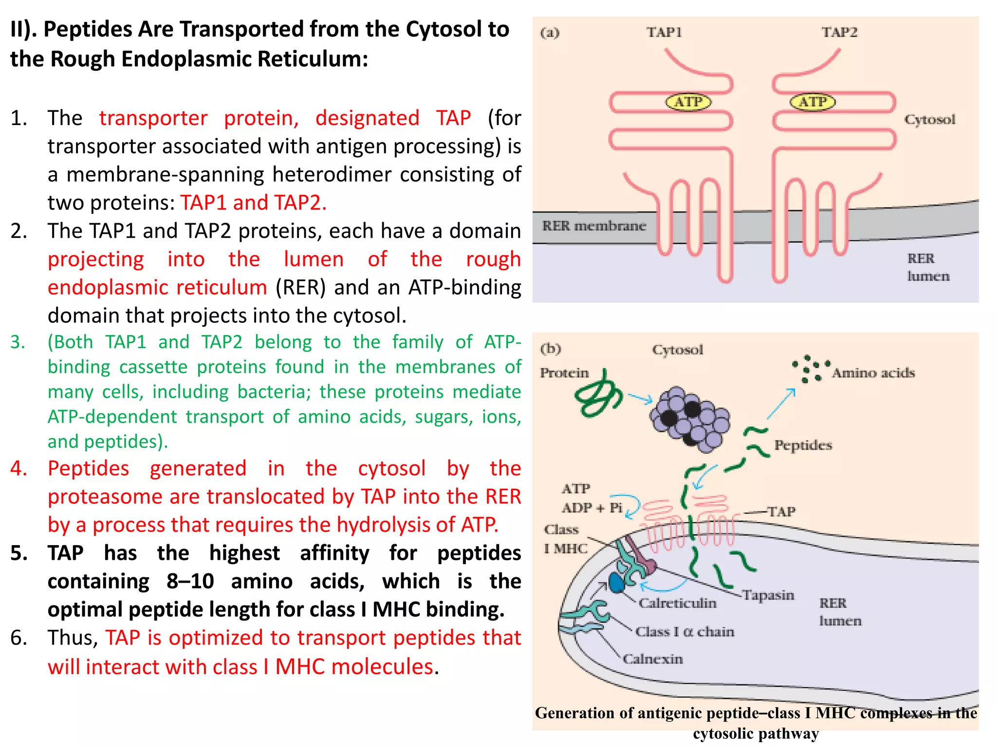 Lecture on Antigen processing and presentation pathways | PDF