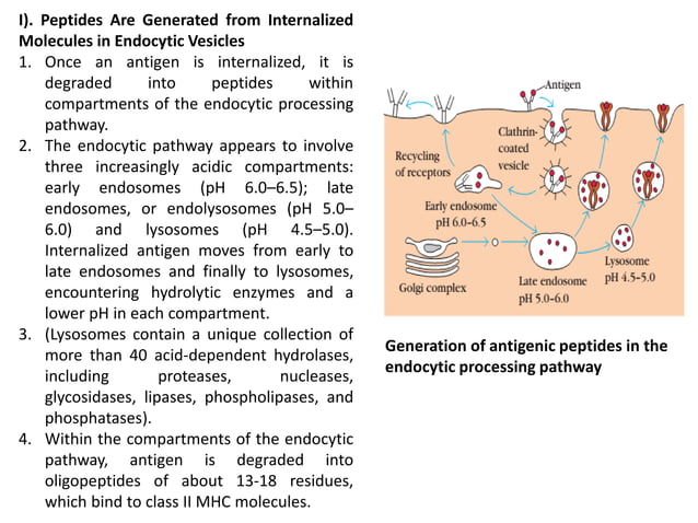 Lecture on Antigen processing and presentation pathways | PDF ...