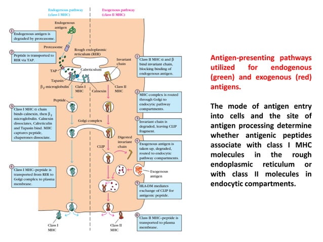 Lecture on Antigen processing and presentation pathways | PDF ...