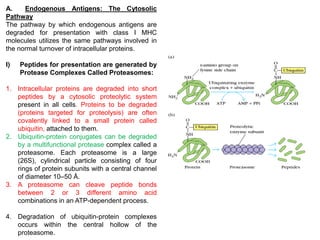 Lecture on Antigen processing and presentation pathways | PDF