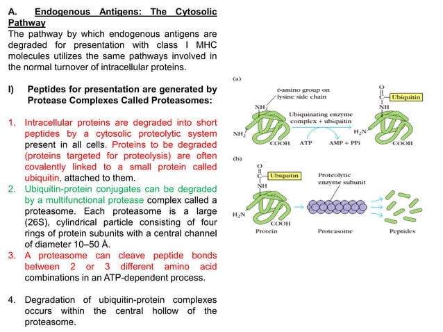 Lecture on Antigen processing and presentation pathways | PDF | Chemistry | Science