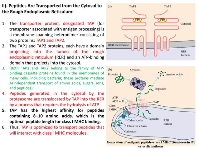 Lecture on Antigen processing and presentation pathways | PDF ...