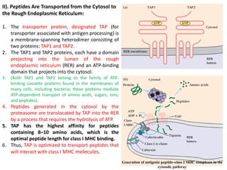 Lecture on Antigen processing and presentation pathways | PPT