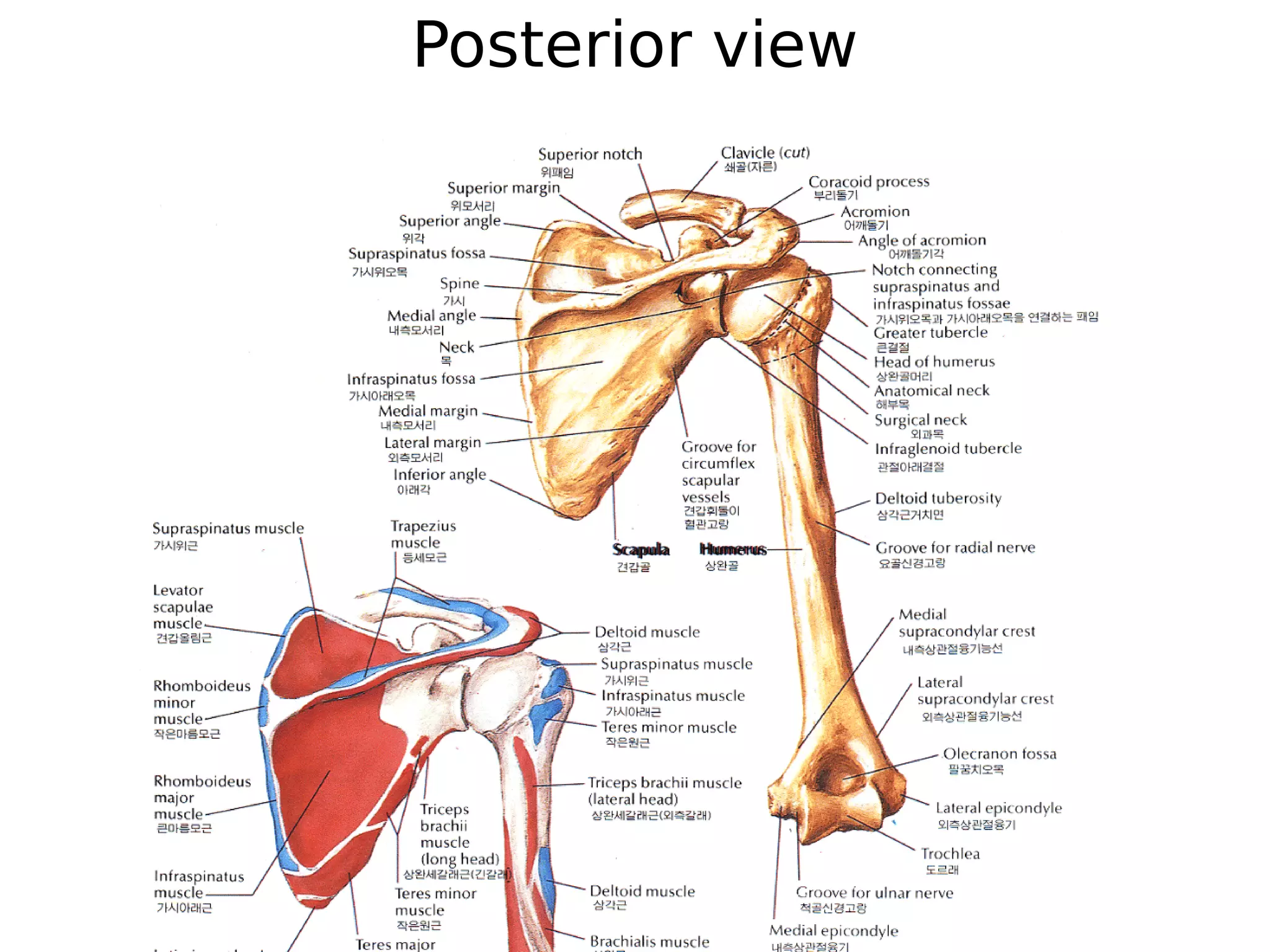 lecture 5a Scapular region Brachium.pdf