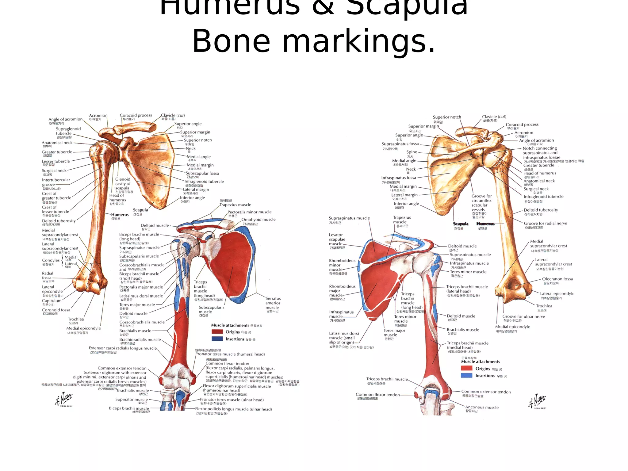lecture 5a Scapular region Brachium.pdf