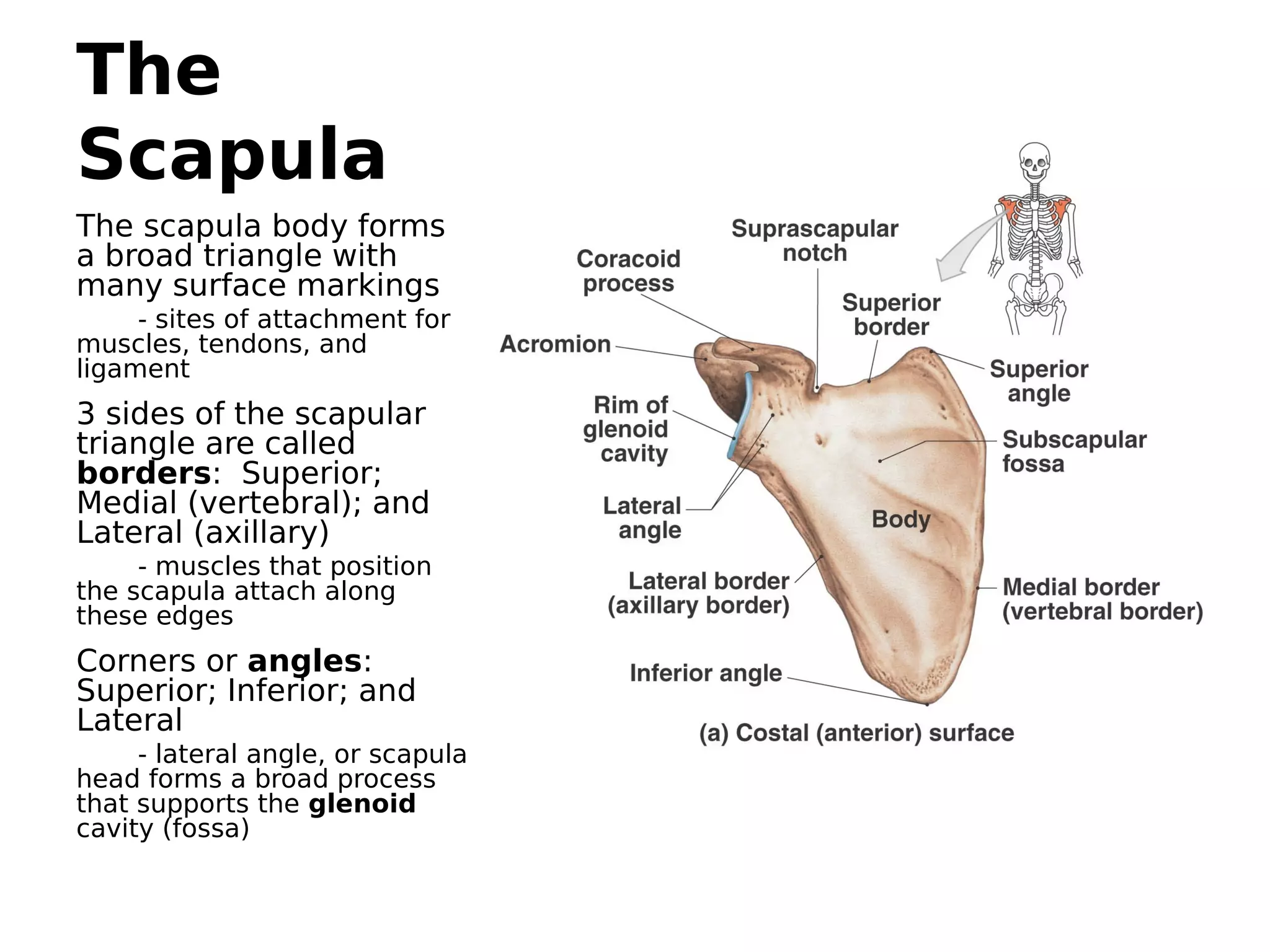 lecture 5a Scapular region Brachium.pdf